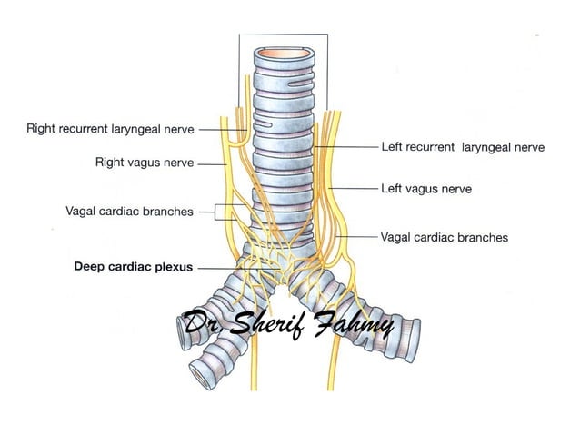 Thoracic part of Sympathetic Chain (Anatomy of the Thorax) | PPS ...