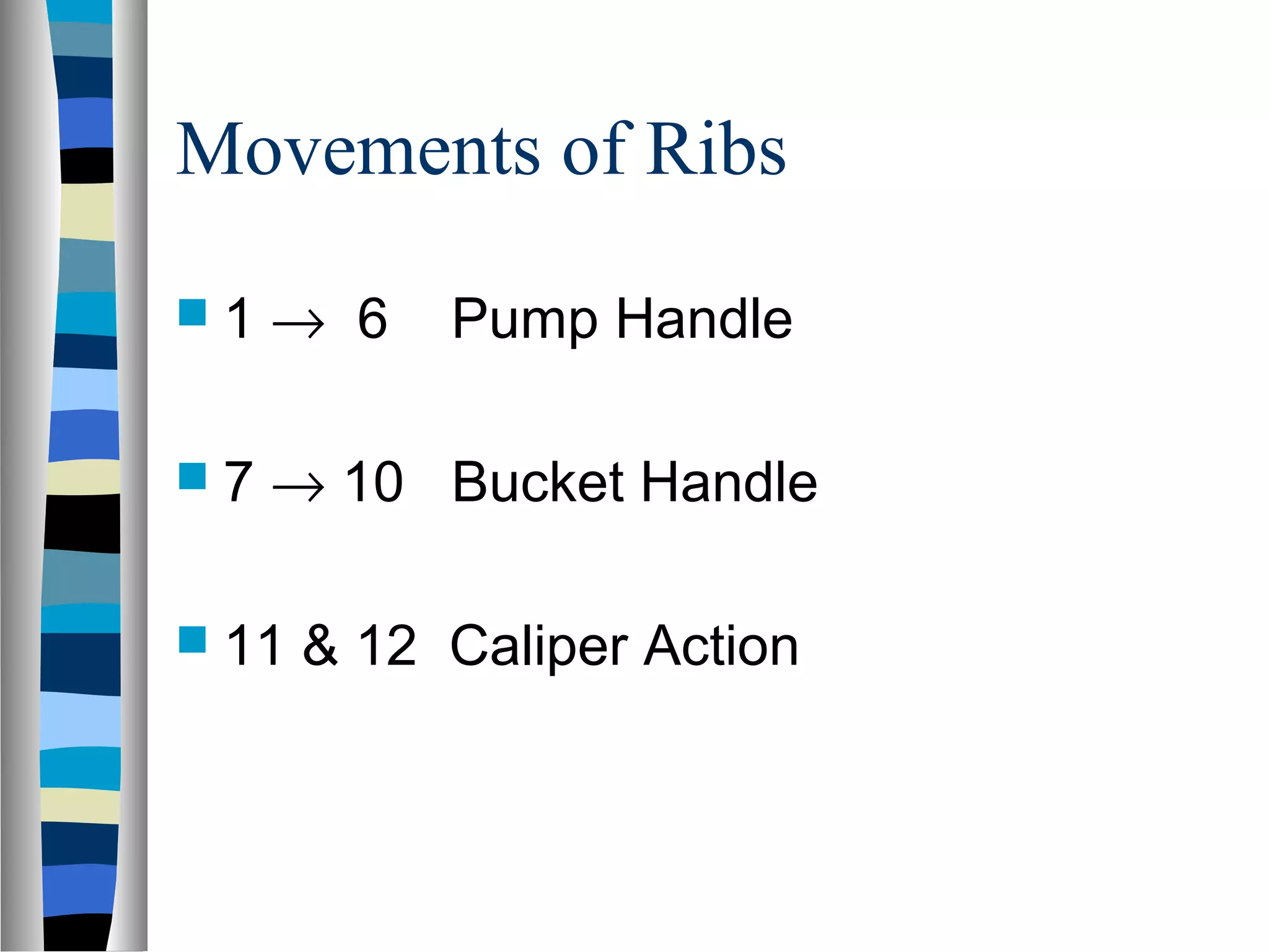 Thoracic spine | PPT
