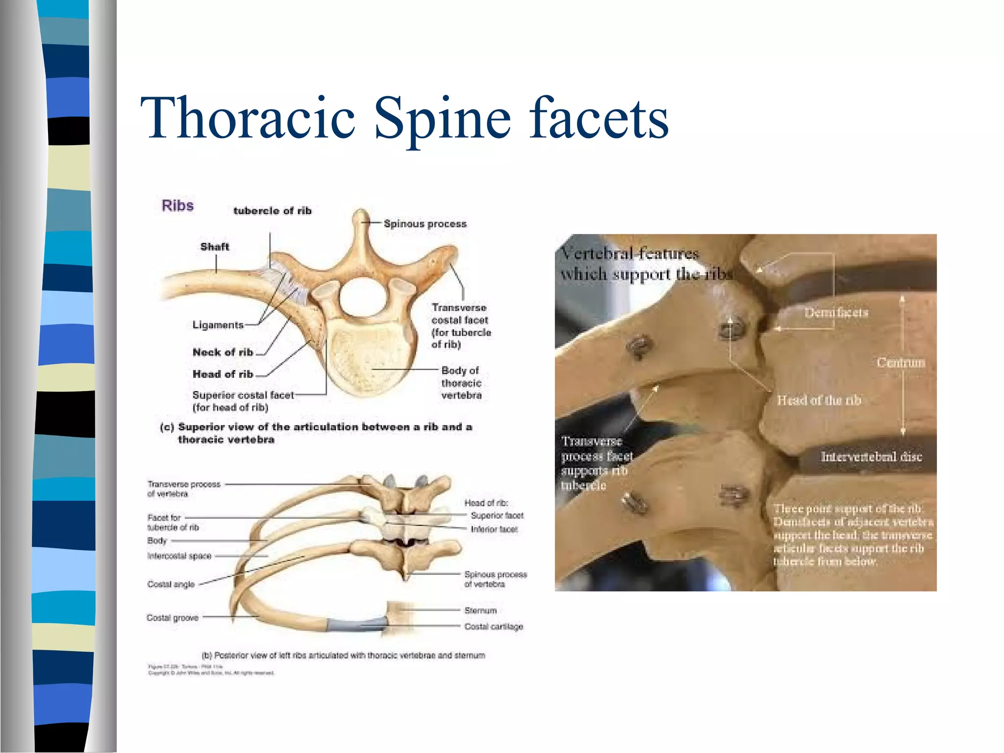 Thoracic spine | PPT