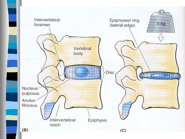 Thoracic spine | PPT