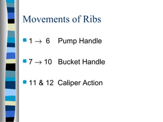 Thoracic spine | PPT
