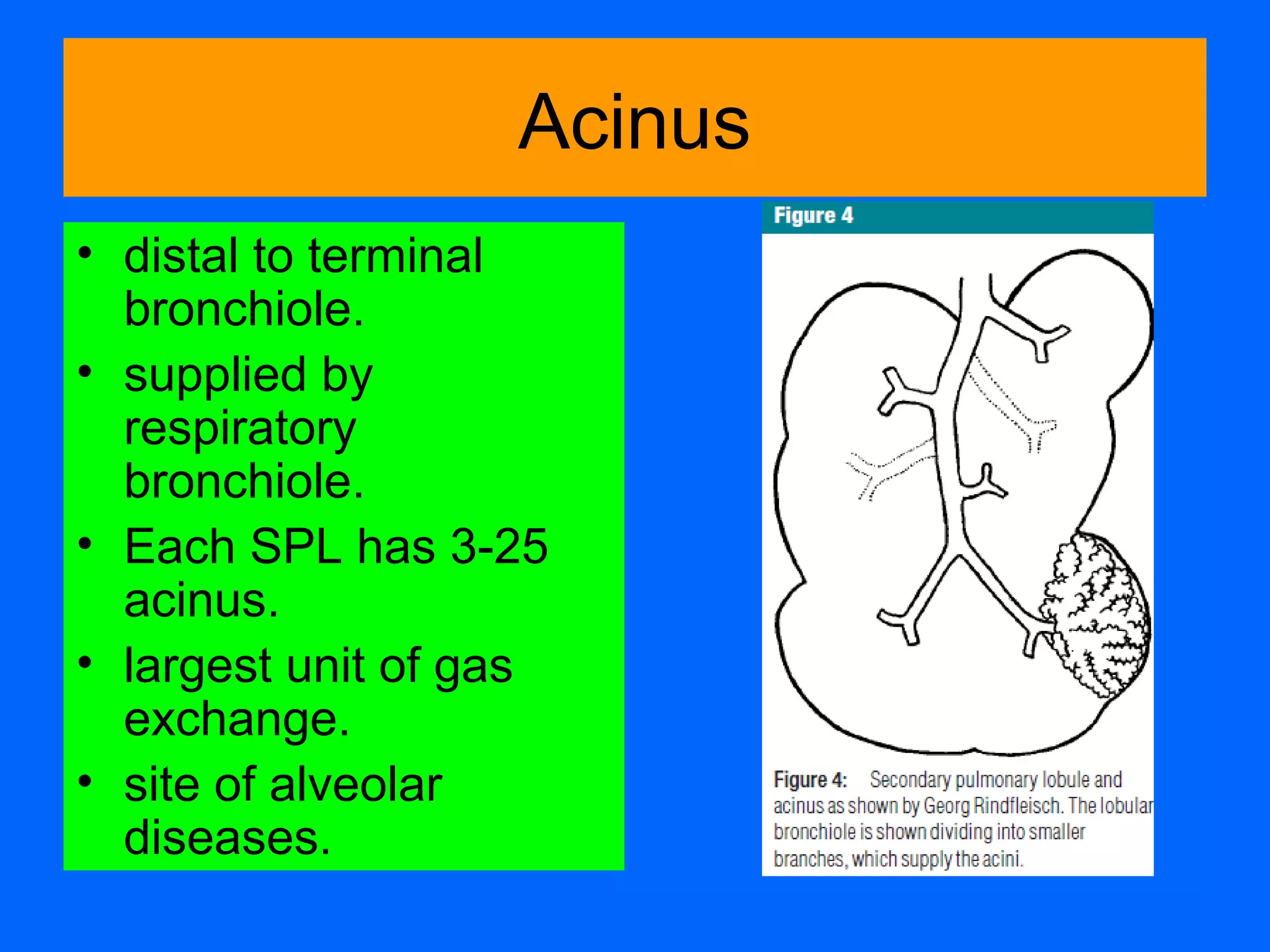 Thoracic imaging terminology | PPT