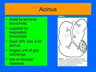 Thoracic imaging terminology | PPT