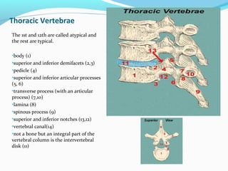 Thoracic wall | PPT