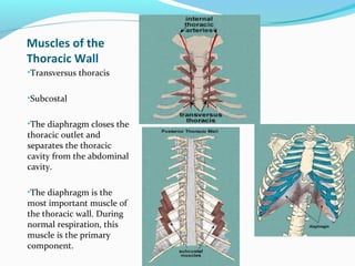 Subcostal Muscle Cadaver