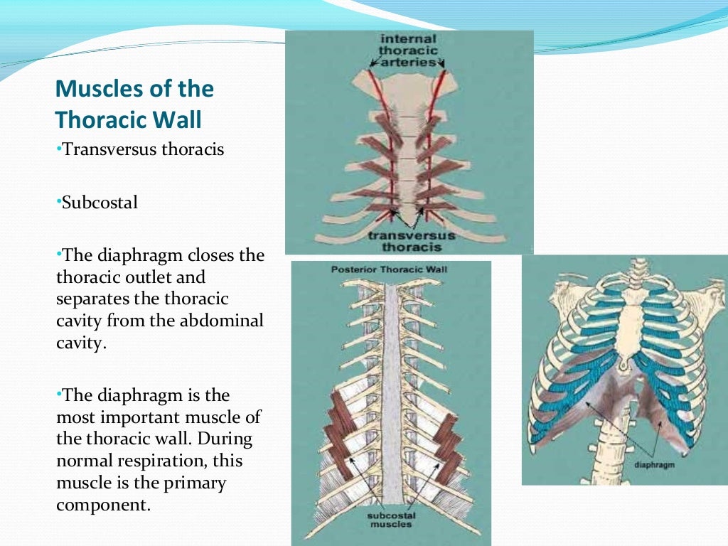 Thoracic Wall Diagram World Of Reference