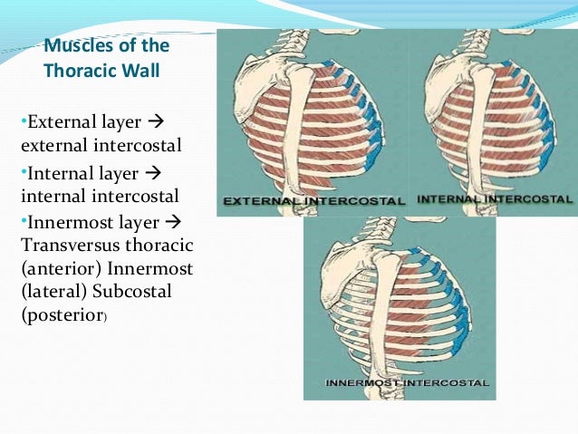 Muscles Of Anterior Thoracic Wall Photograph By Asklepios