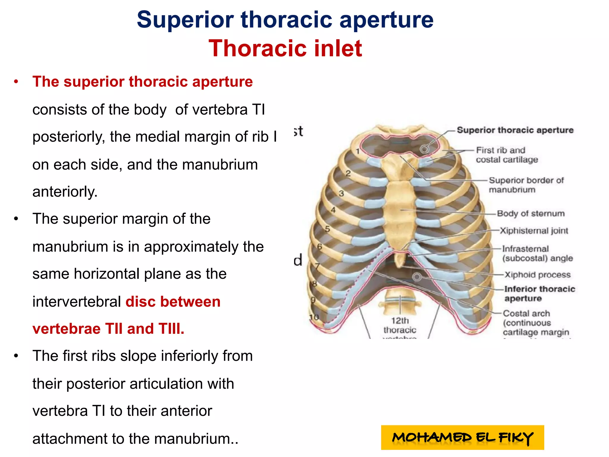 Thoracic wall | PDF