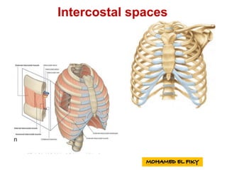 Thoracic wall | PDF