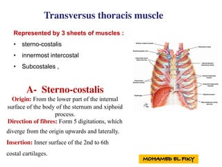 Transversus Thoracis Muscle
