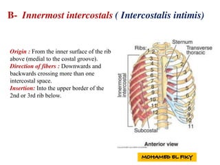 Internal Intercostals Origin And Insertion