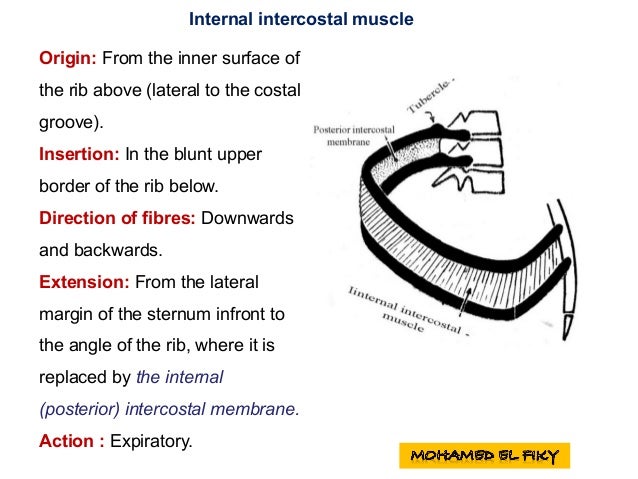 Thoracic wall