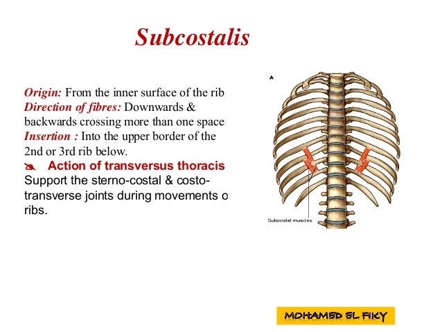 Subcostal Muscle