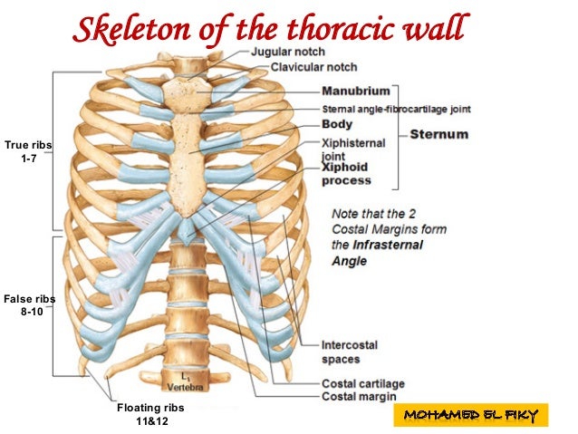 Thoracic wall