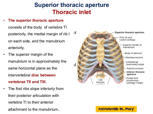 Thoracic wall