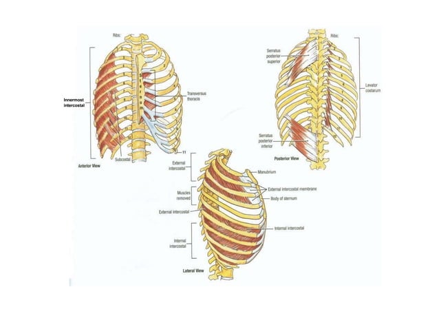 Thoracic wall | PPTX