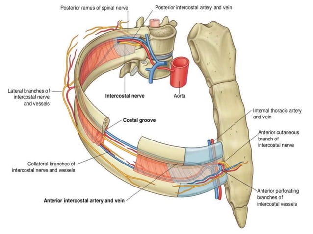 Thoracic wall | PPT | Free Download