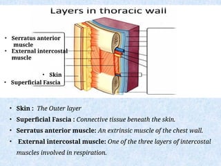 Thoracic wall.pptx ppt of thoracic cavity | PPTX