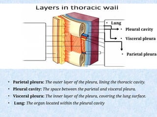 Thoracic wall.pptx ppt of thoracic cavity | PPTX