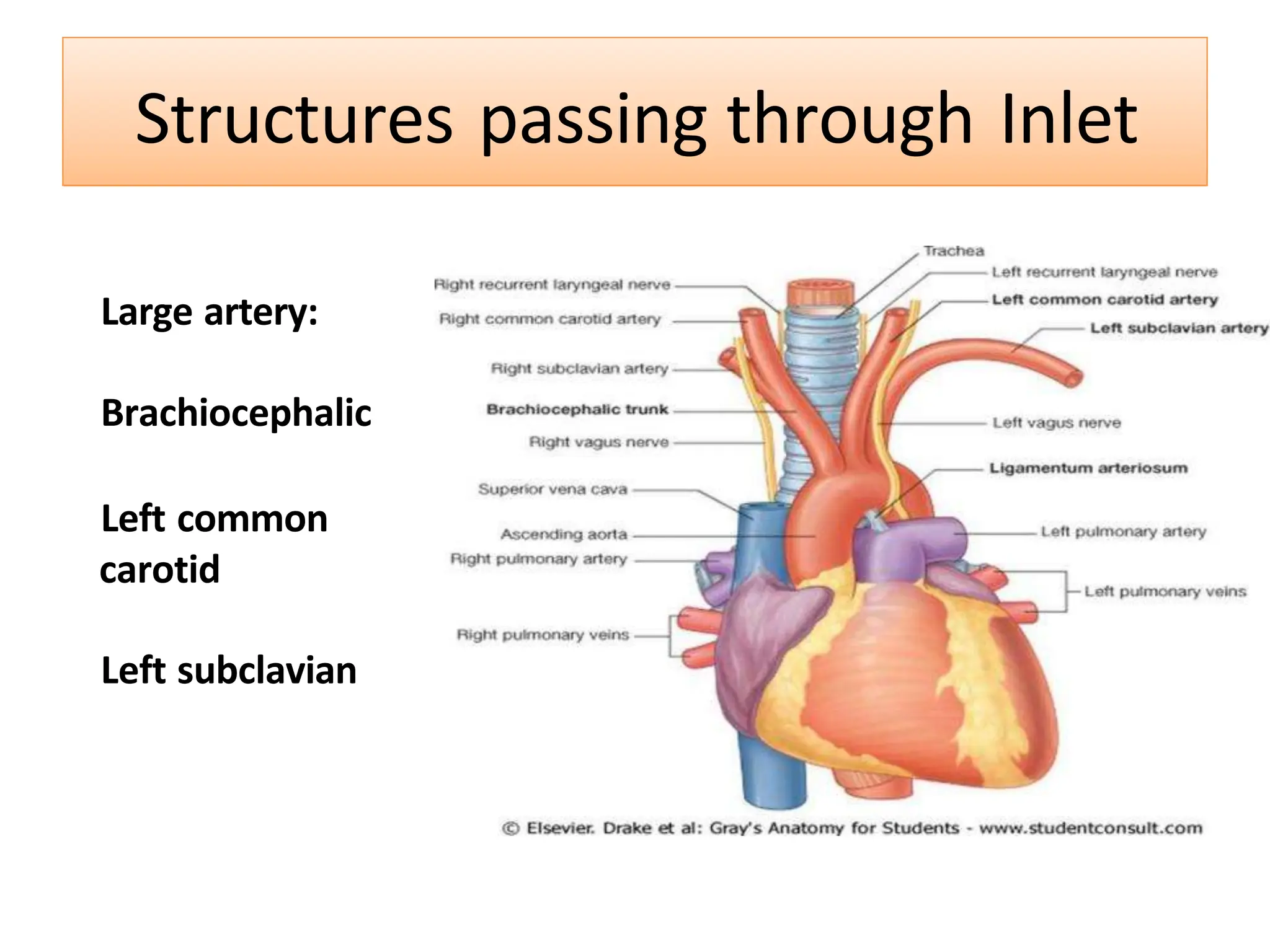 thoracic_wall_5-2-15.pptx