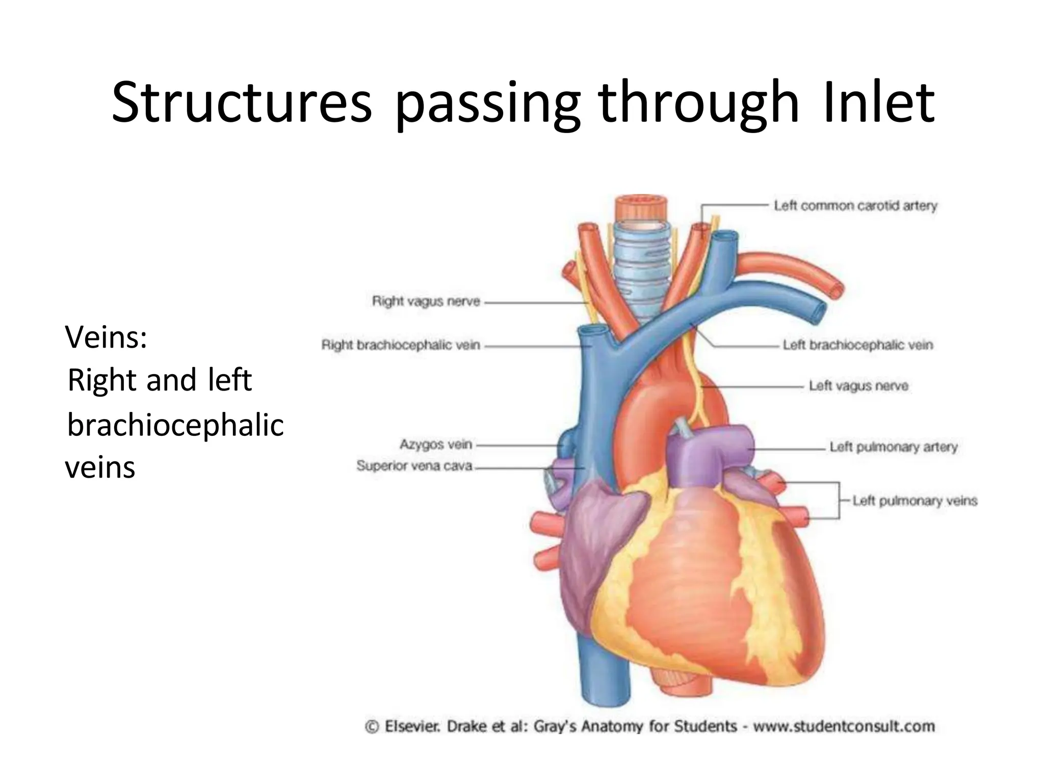 thoracic_wall_5-2-15.pptx