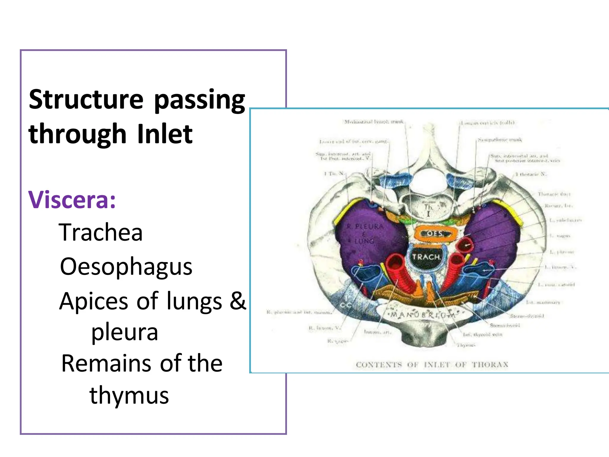 thoracic_wall_5-2-15.pptx