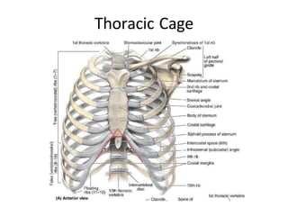 thoracic_wall_5-2-15.pptx