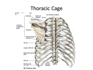 thoracic_wall_5-2-15.pptx