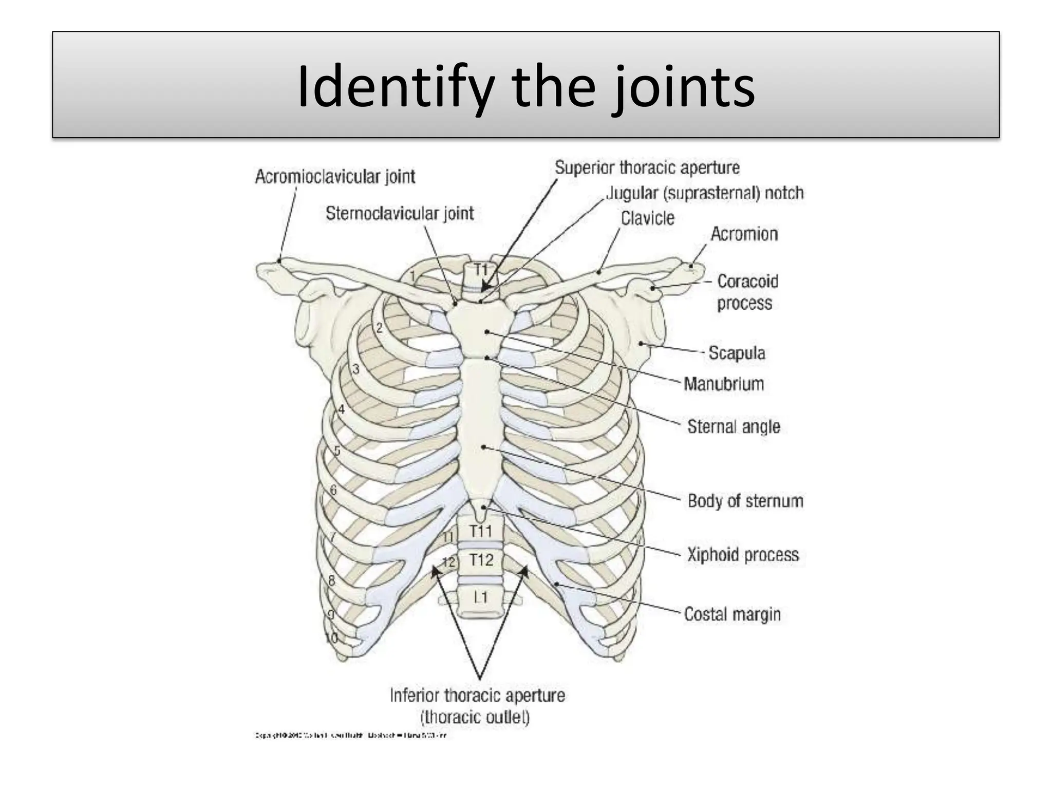 thoracic_wall_5-2-15.ribs and sternum, pdf | PDF