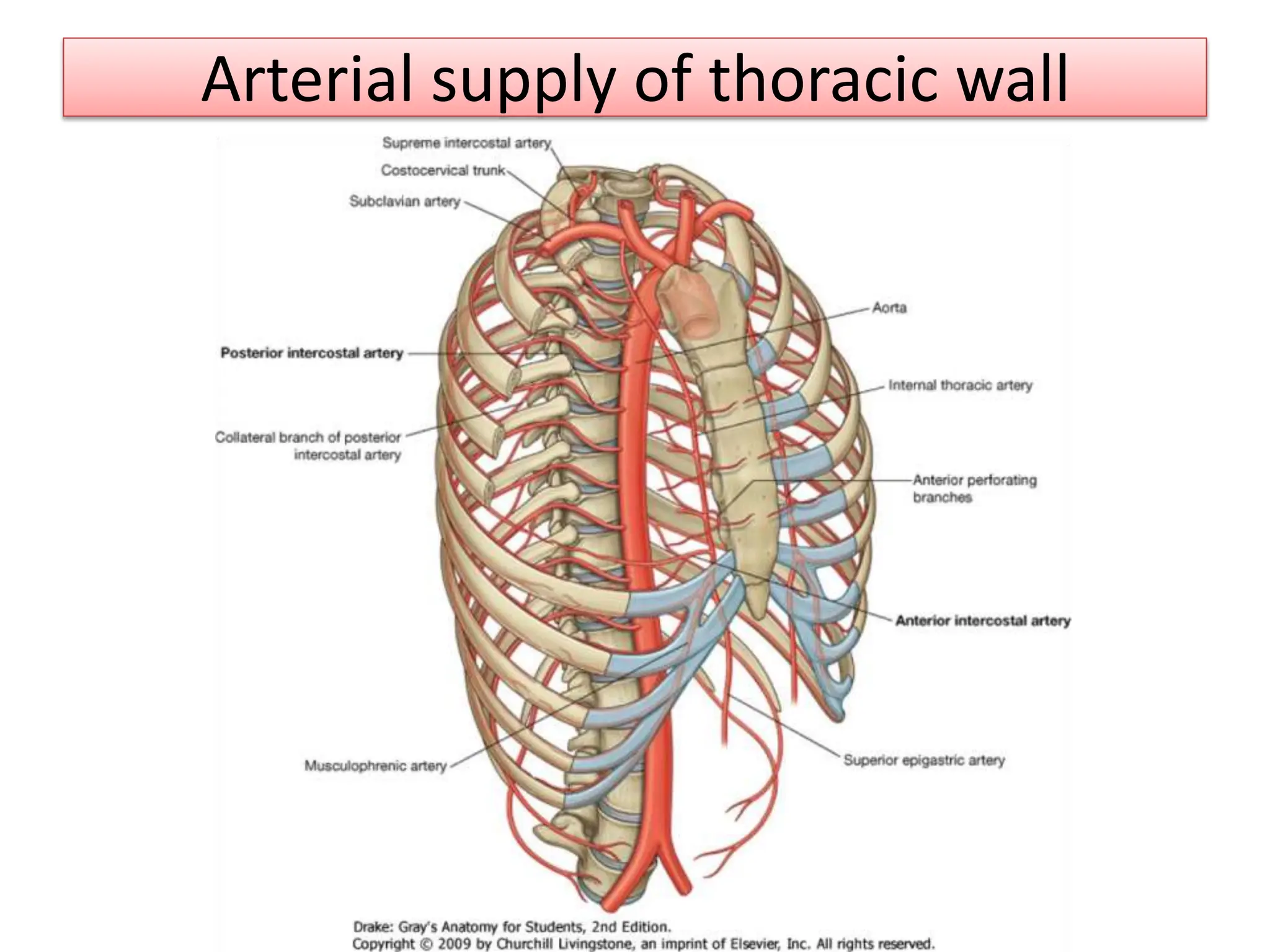 thoracic_wall_5-2-15.ribs and sternum, pdf | PDF