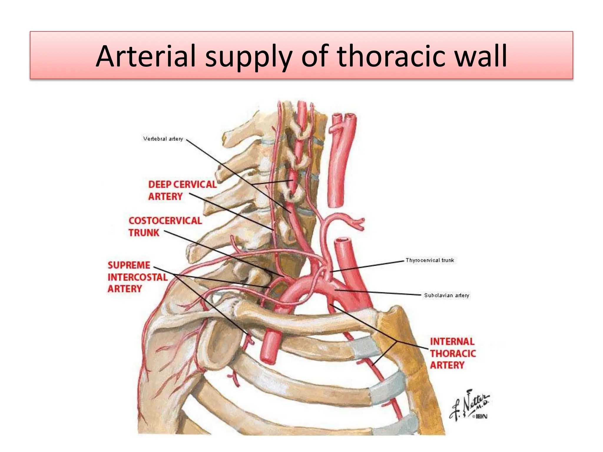 thoracic_wall_5-2-15.ribs and sternum, pdf | PDF