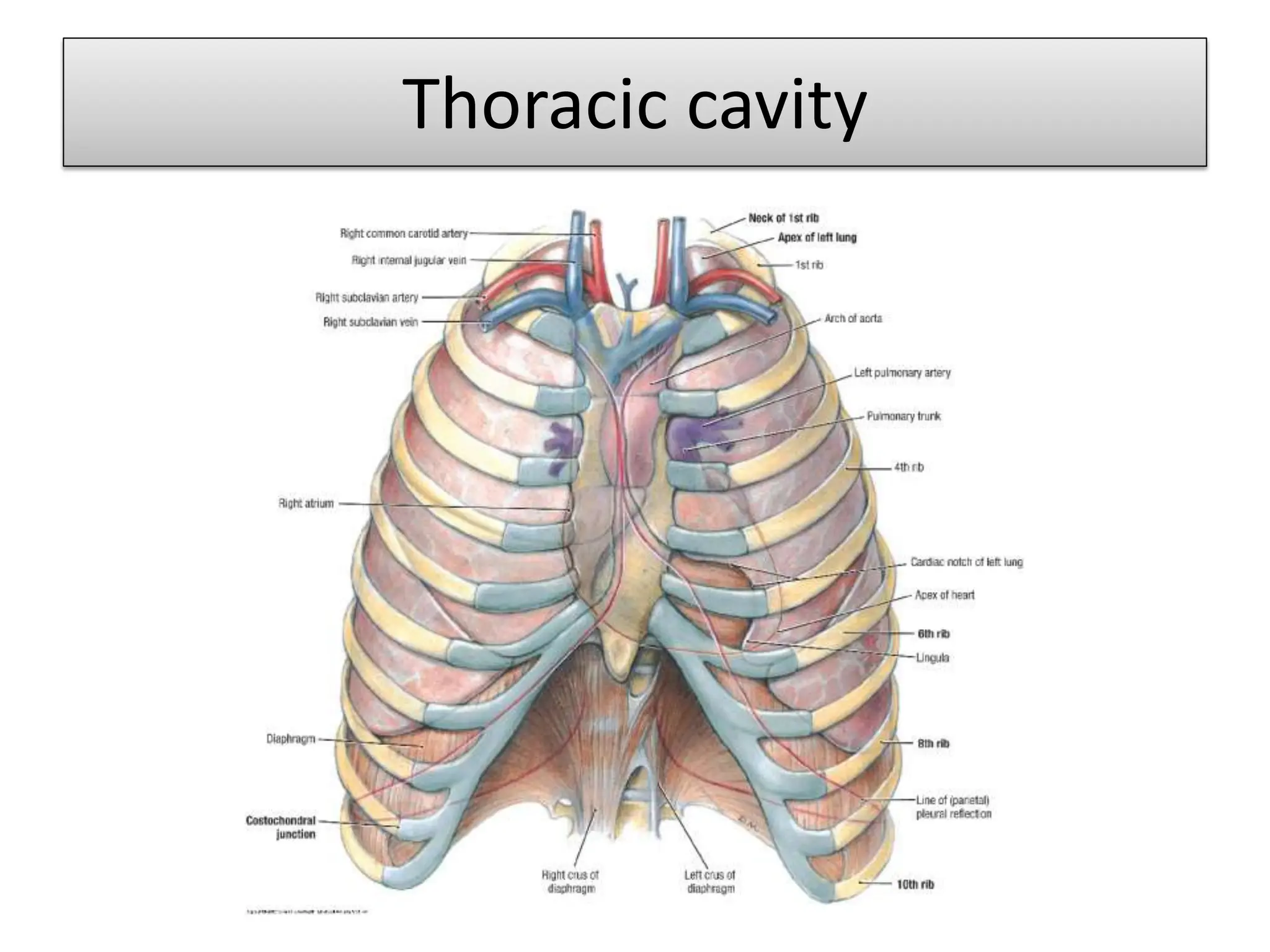 thoracic_wall_5-2-15.ribs and sternum, pdf | PDF