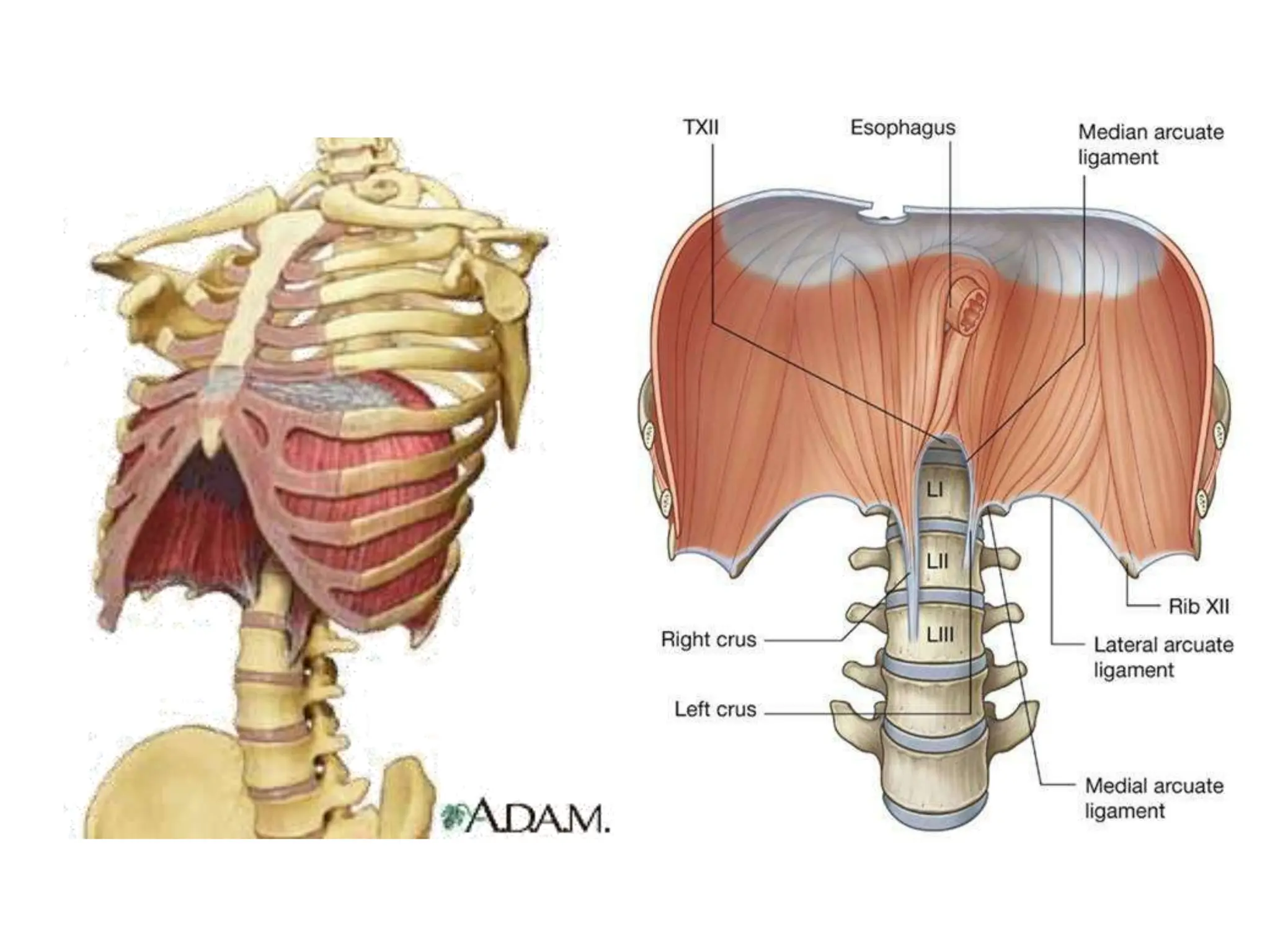 thoracic_wall_5-2-15.ribs and sternum, pdf | PDF