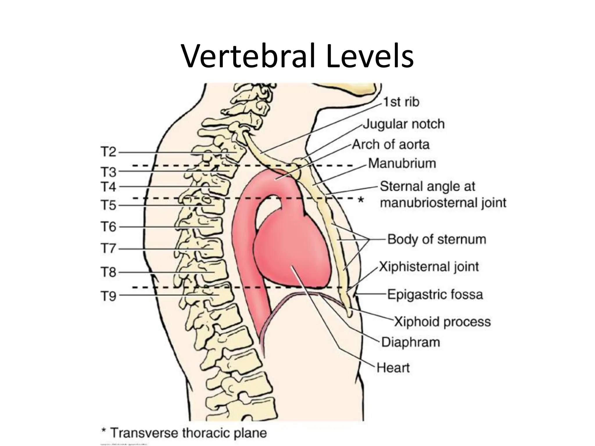 thoracic_wall_5-2-15.ribs and sternum, pdf | PDF