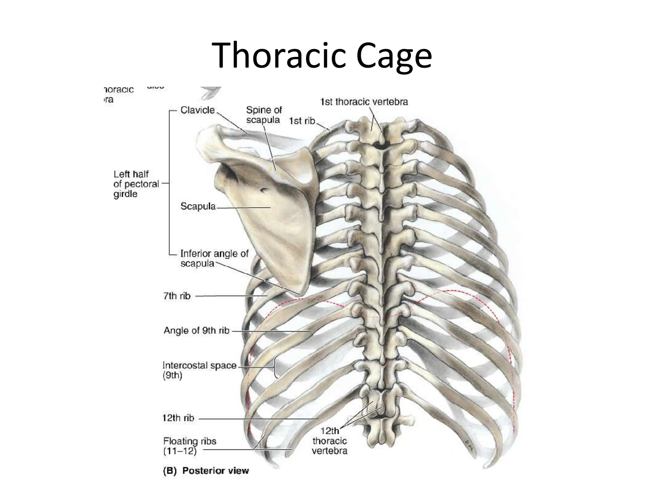 thoracic_wall_5-2-15.ribs and sternum, pdf | PDF