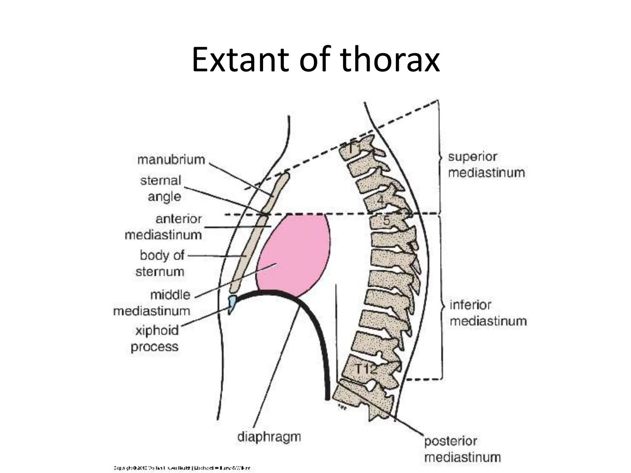 thoracic_wall_5-2-15.ribs and sternum, pdf | PPT