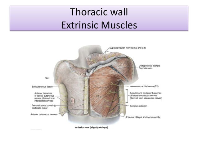 thoracic_wall_5-2-15.ribs and sternum, pdf | PDF
