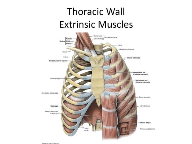 thoracic_wall_5-2-15.ribs and sternum, pdf | PDF