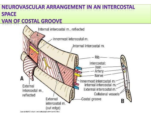 thoracic_wall_5-2-15.ribs and sternum, pdf | PDF