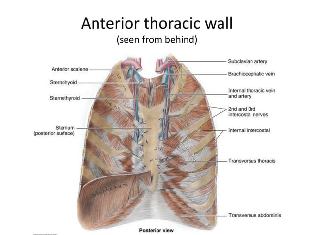 thoracic_wall_5-2-15.ribs and sternum, pdf | PDF
