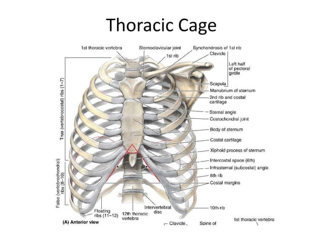 thoracic_wall_5-2-15.ribs and sternum, pdf | PDF