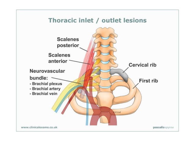 thoracic_wall_5-2-15.ribs and sternum, pdf | PDF