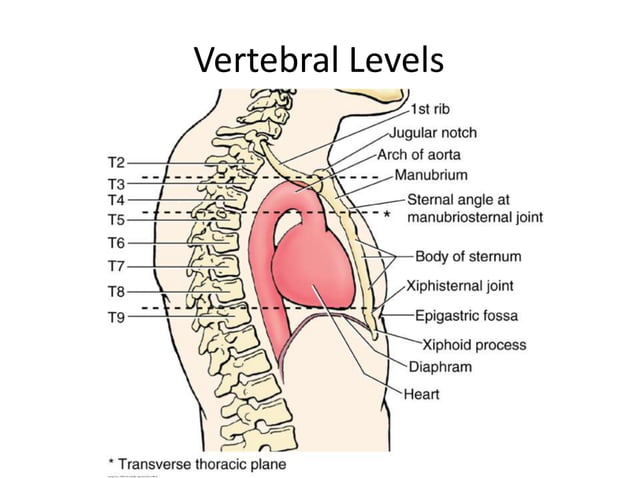 thoracic_wall_5-2-15.ribs and sternum, pdf | PDF