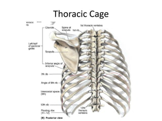 thoracic_wall_5-2-15.ribs and sternum, pdf | PDF