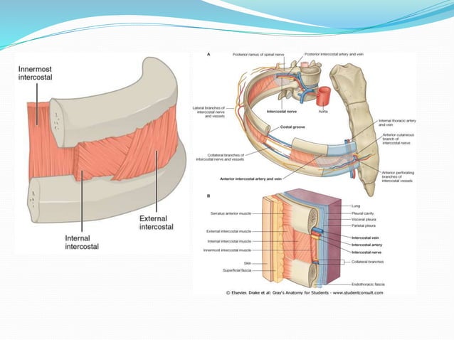 Thoracic wall 1 | PPTX