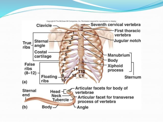 Thoracic wall 1 | PPTX
