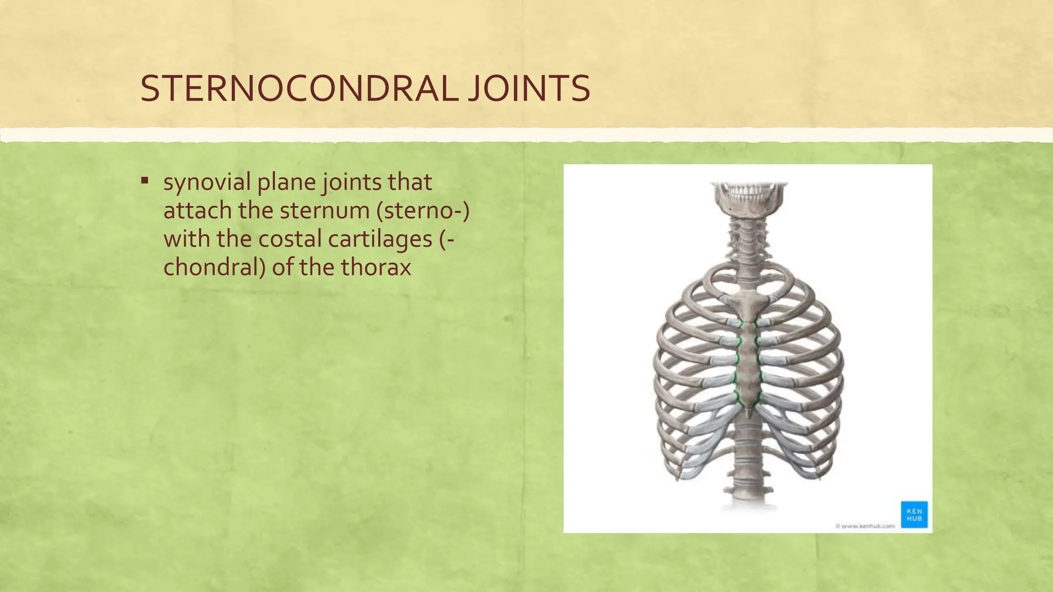 THORACIC WALL & CAVITY.pptx