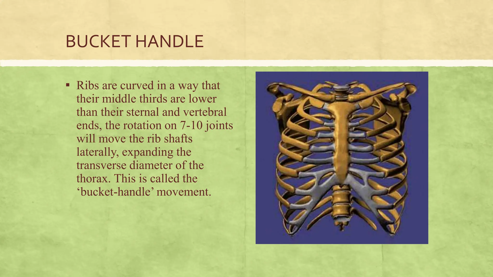 THORACIC WALL & CAVITY.pptx