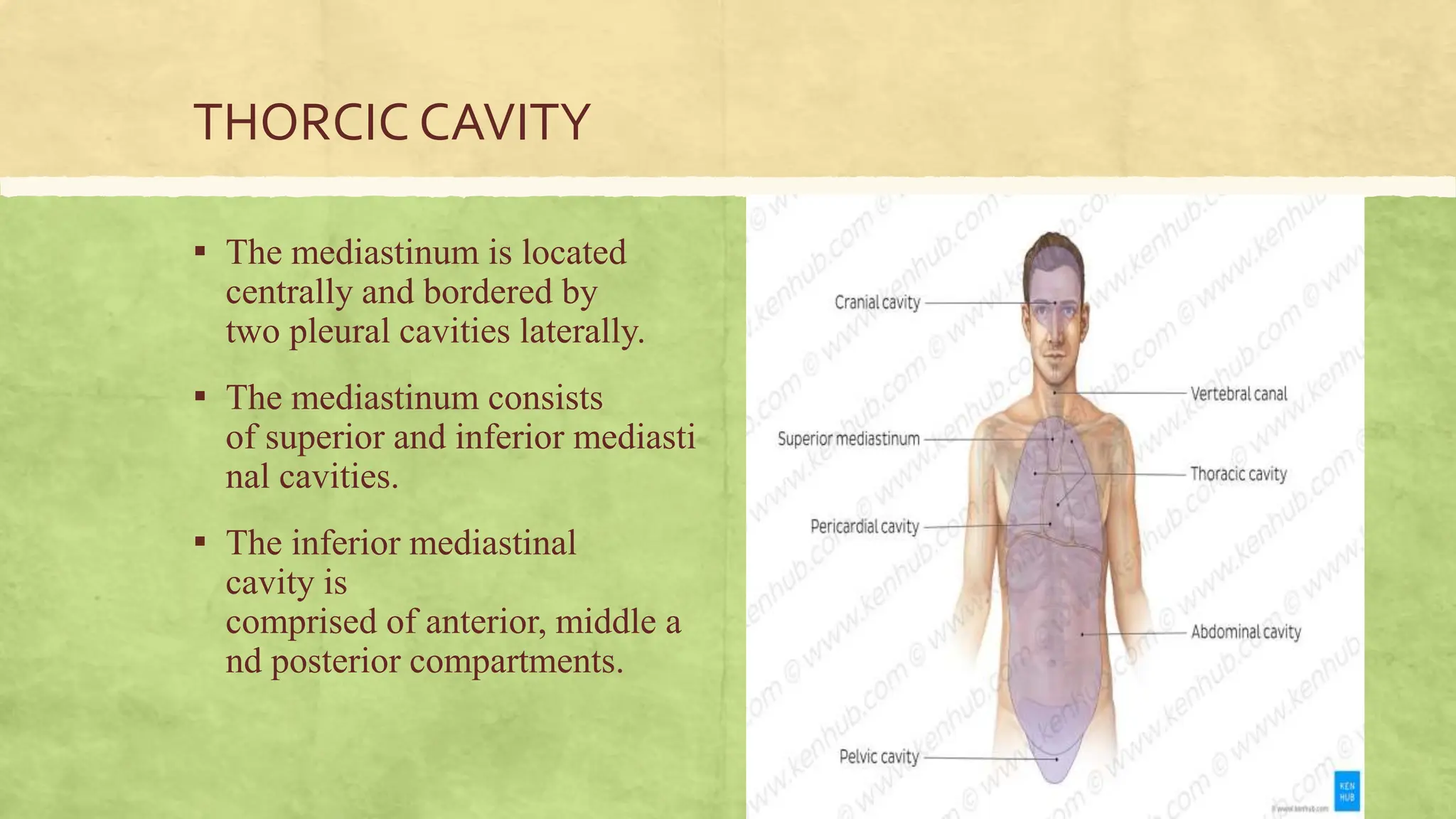 THORACIC WALL & CAVITY.pptx