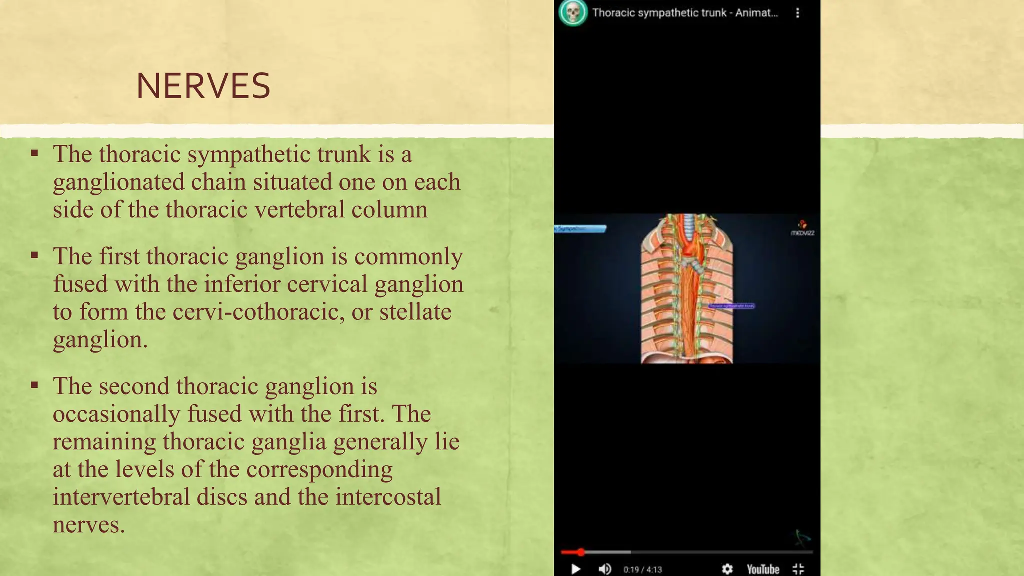 THORACIC WALL & CAVITY.pptx